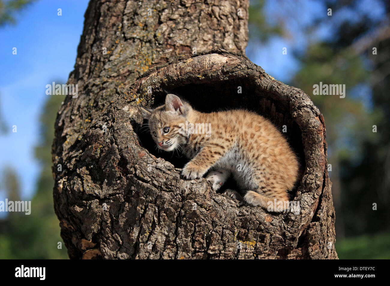 Juvenile bobcat hi-res stock photography and images - Alamy