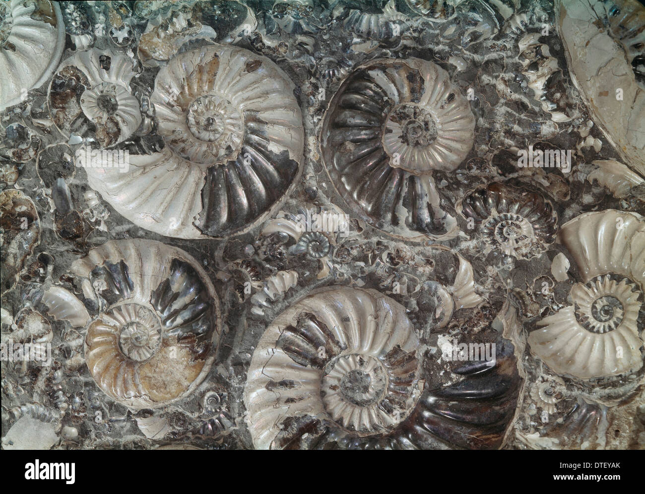 Asteroceras marstonensis and Promicroceras, ammonites Stock Photo - Alamy