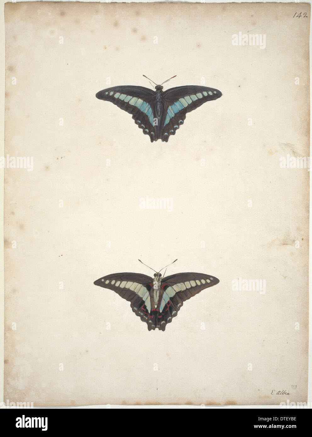 Papilio sp., banded swallowtail Stock Photo - Alamy