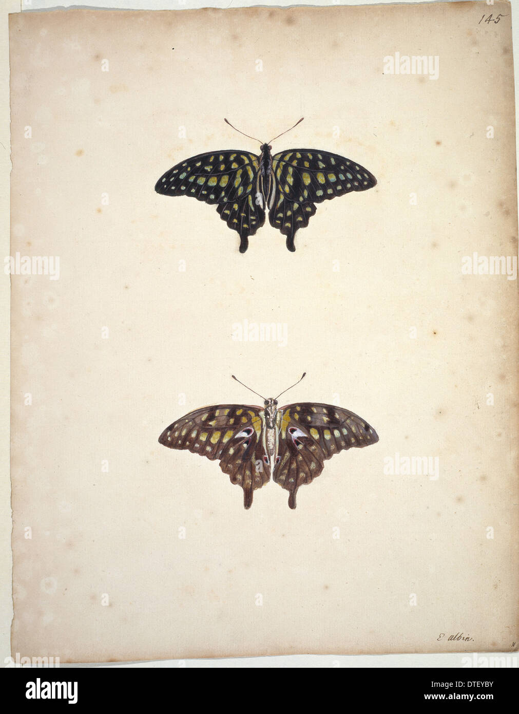 Graphium agamemnon, tailed jay Stock Photo - Alamy