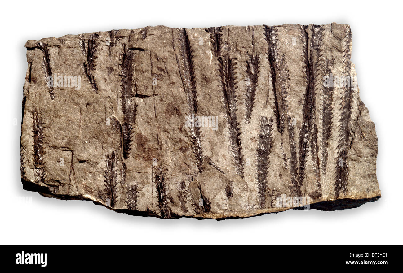 Graptolite hi-res stock photography and images - Alamy