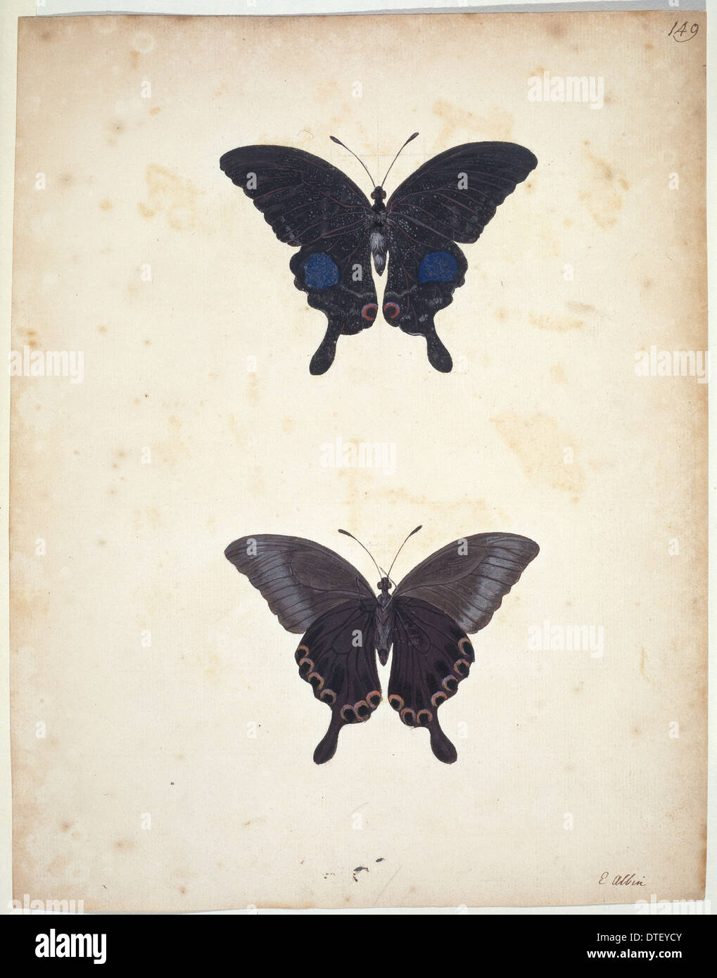 Illustration butterfly swallowtail papilionidae hi-res stock ...