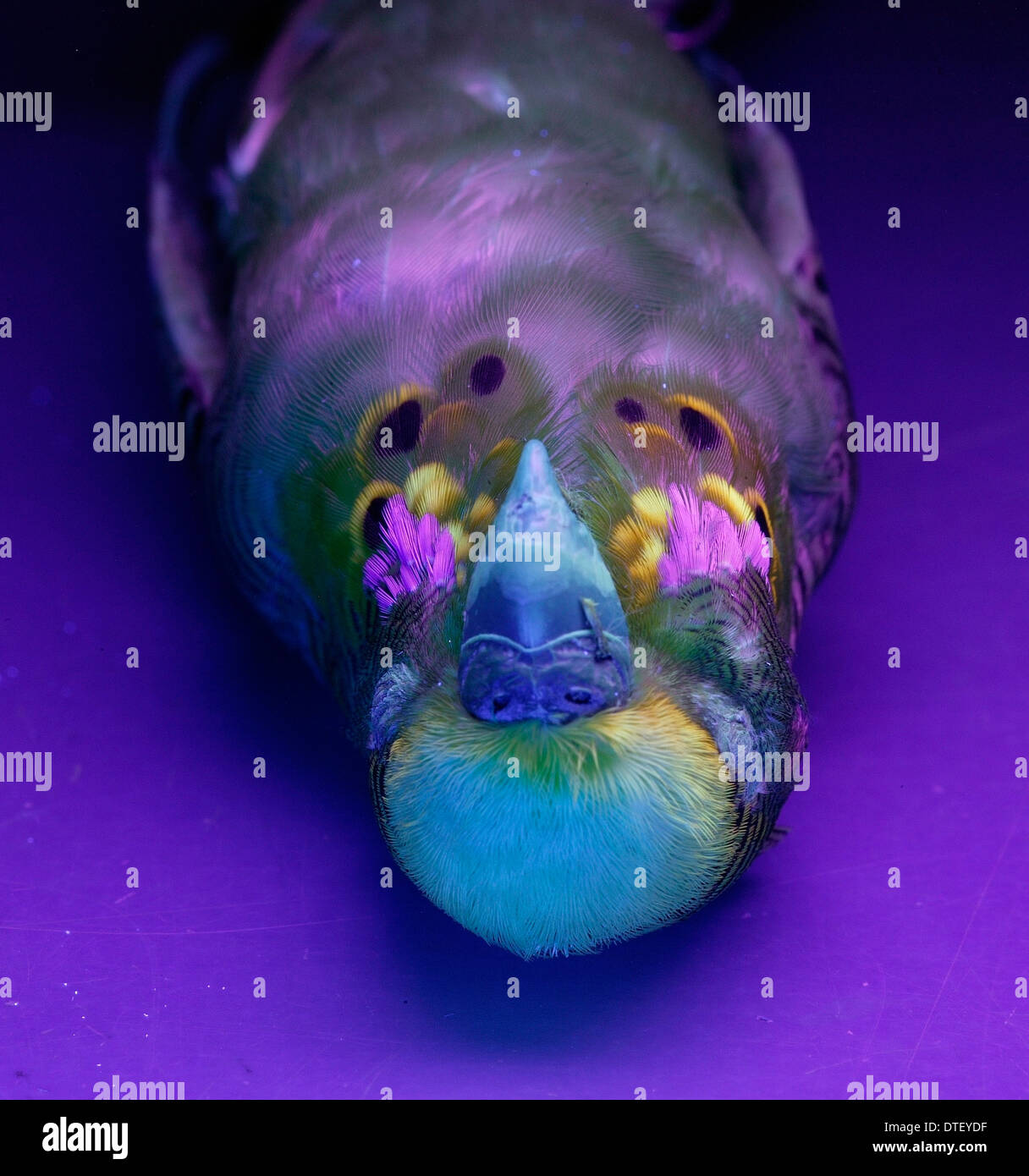 Budgerigar melopsittacus undulatus parrot hi-res stock photography and ...