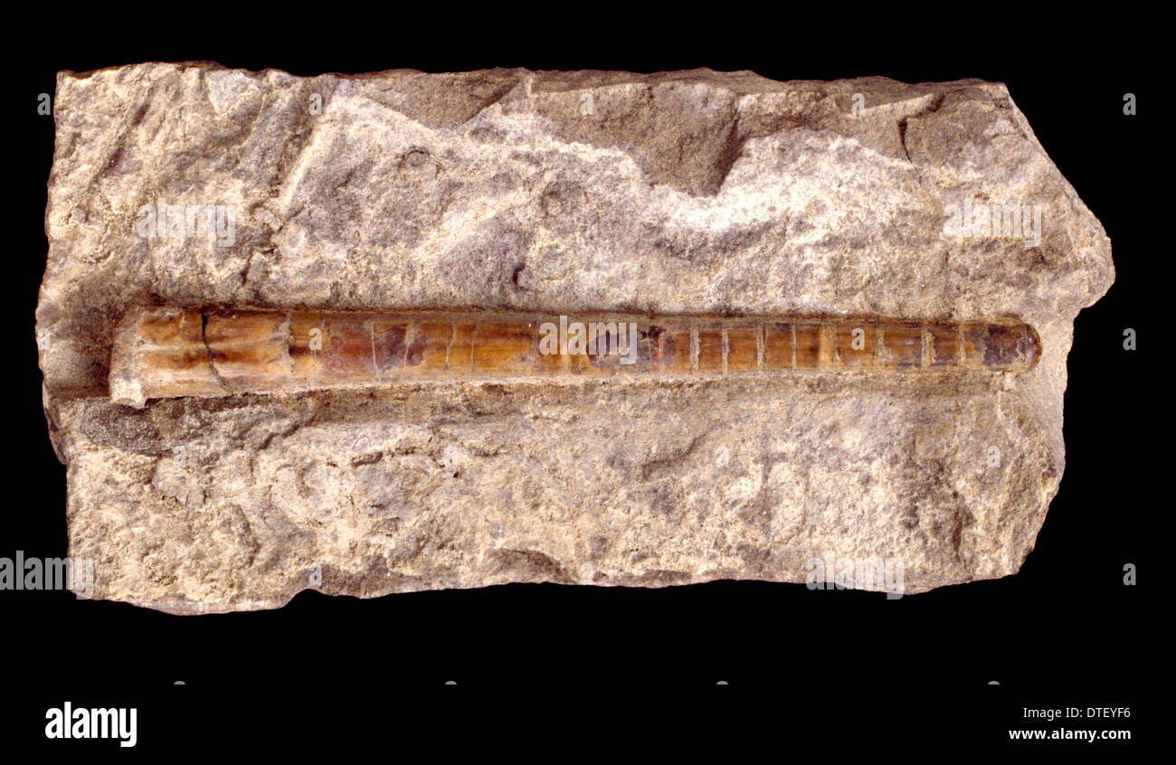 Bactrites carinatus, nautiloid Stock Photo - Alamy