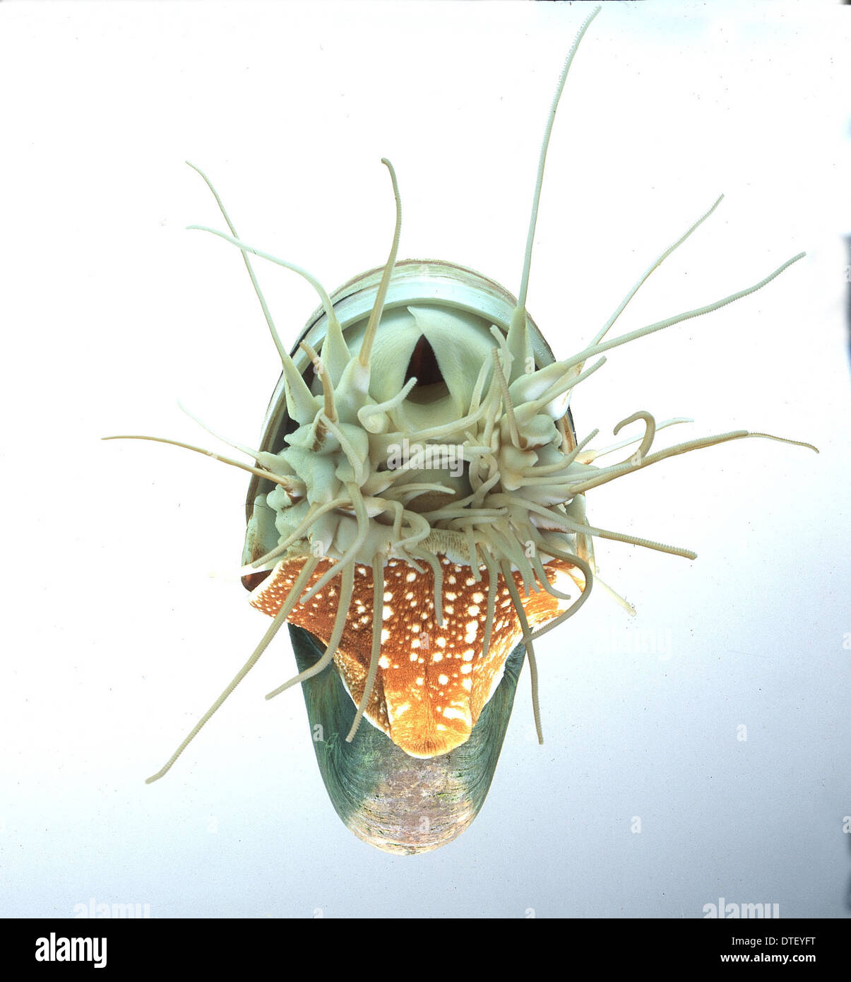 Hyponome hi-res stock photography and images - Alamy