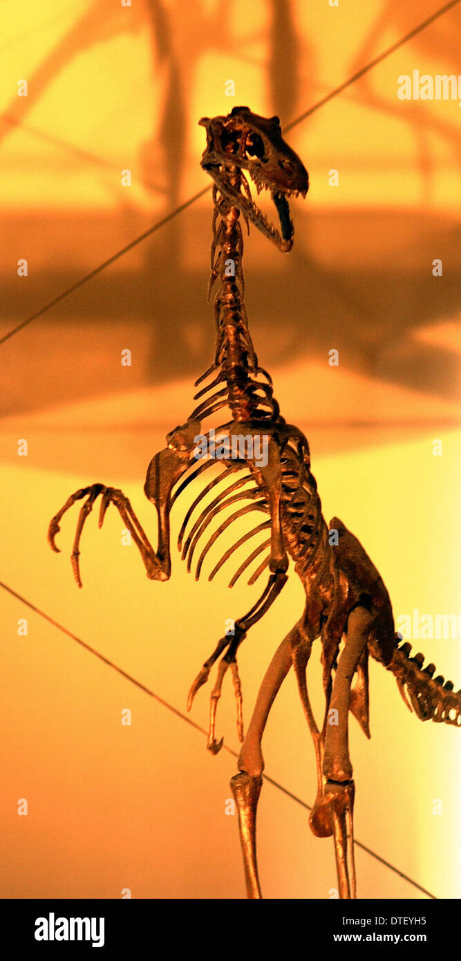 Dromaeosaurus skeleton hi-res stock photography and images - Alamy