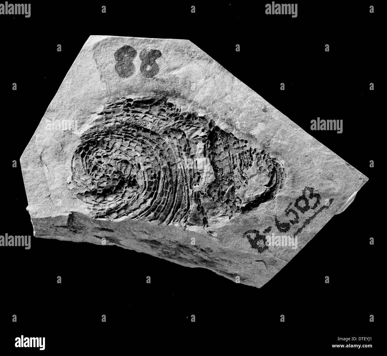 Helicoplacus everndeni, echinoderm Stock Photo - Alamy