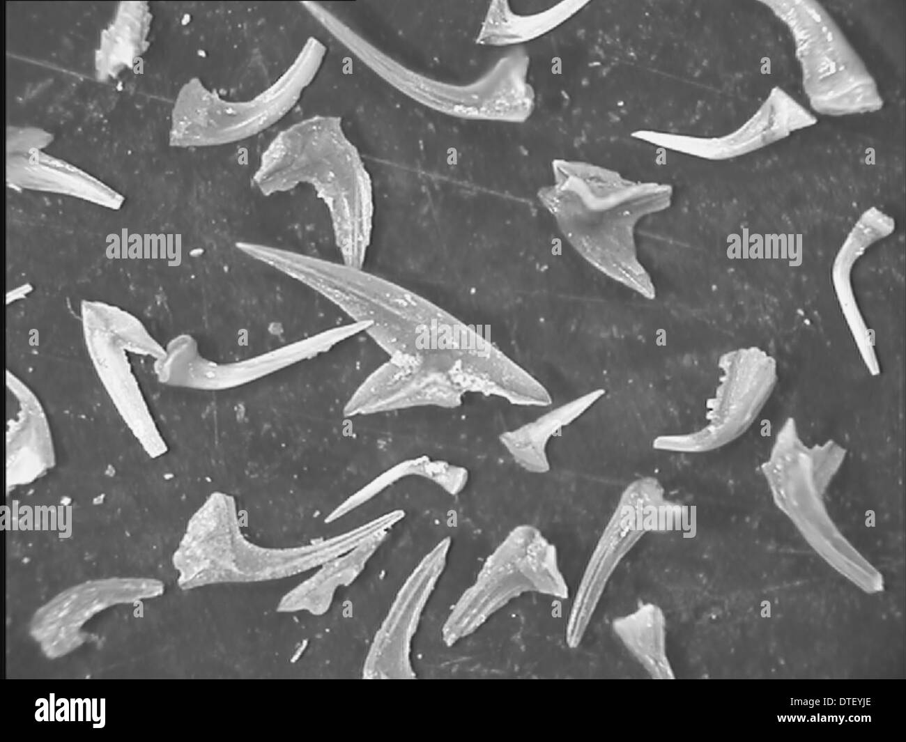 Conodonta conodonts hi-res stock photography and images - Alamy