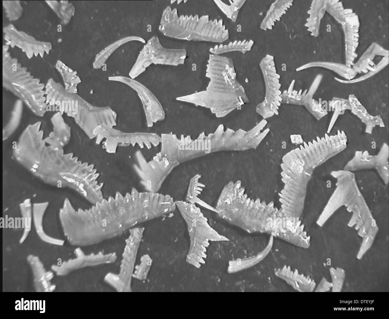 Ordovician Conodonts