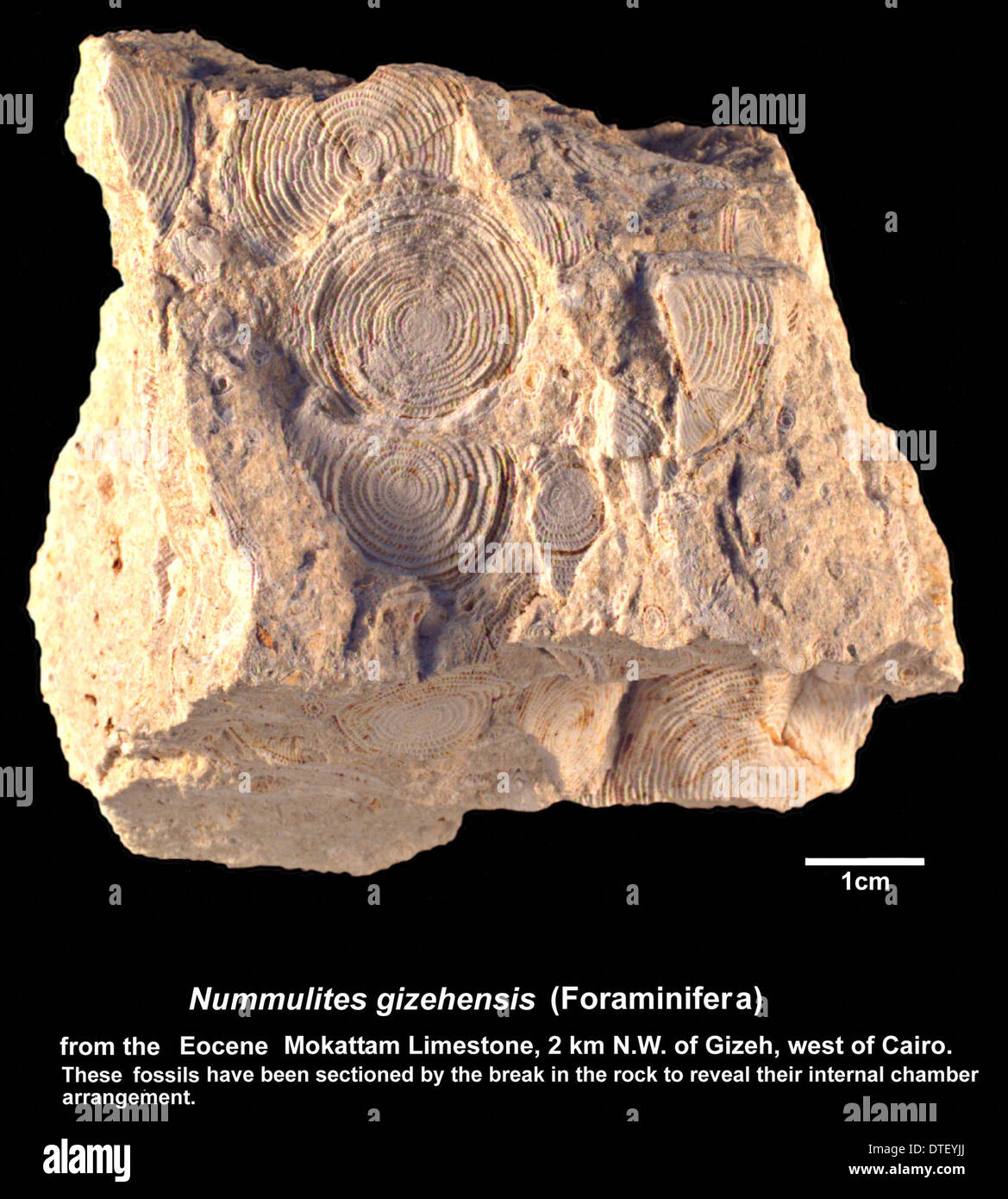 Nummulites gizehensis, nummulites Stock Photo - Alamy