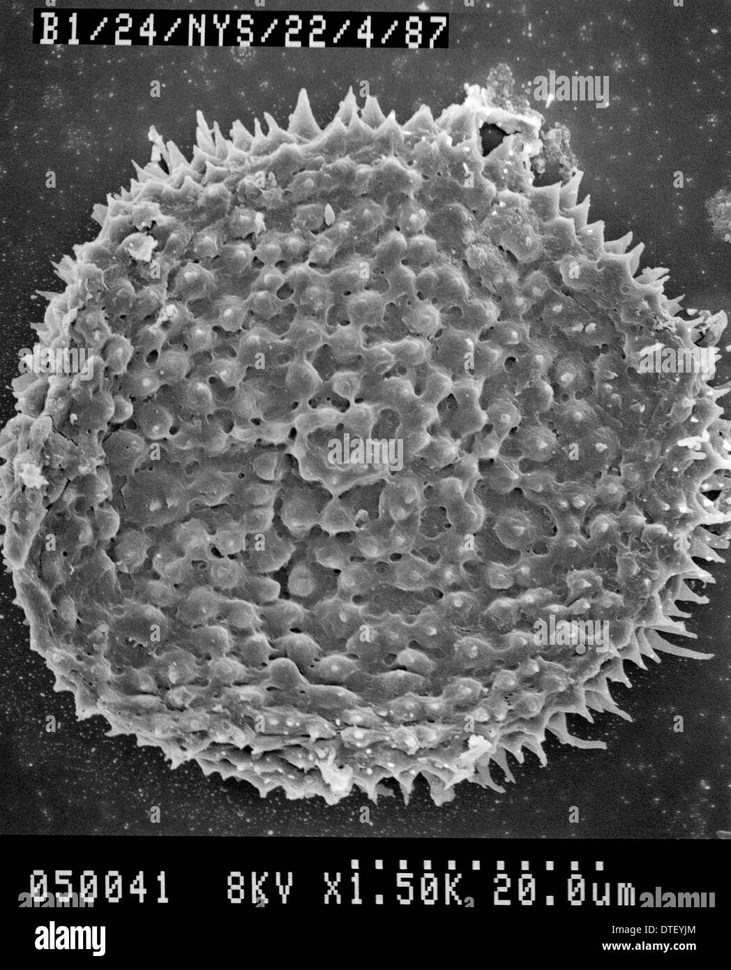 Lycopodiophyta Stock Photos & Lycopodiophyta Stock Images - Alamy