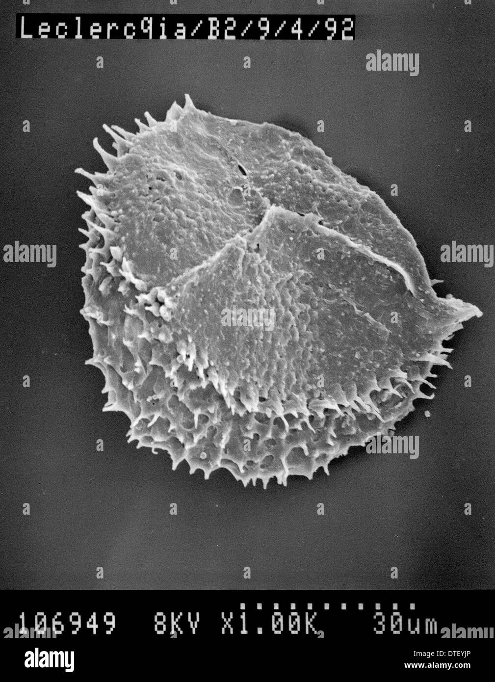 Lycopod hi-res stock photography and images - Alamy