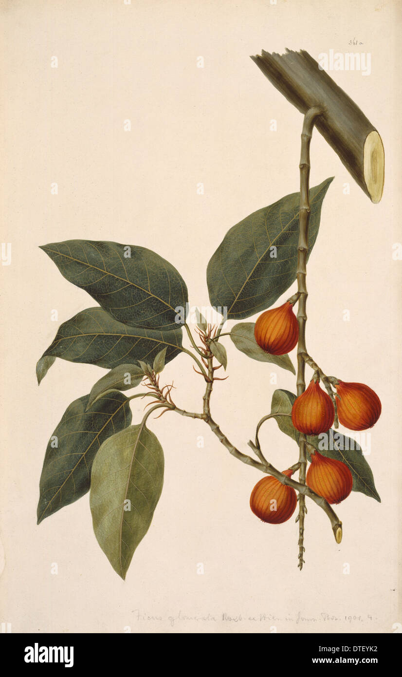 Fig plant illustration hi-res stock photography and images - Alamy