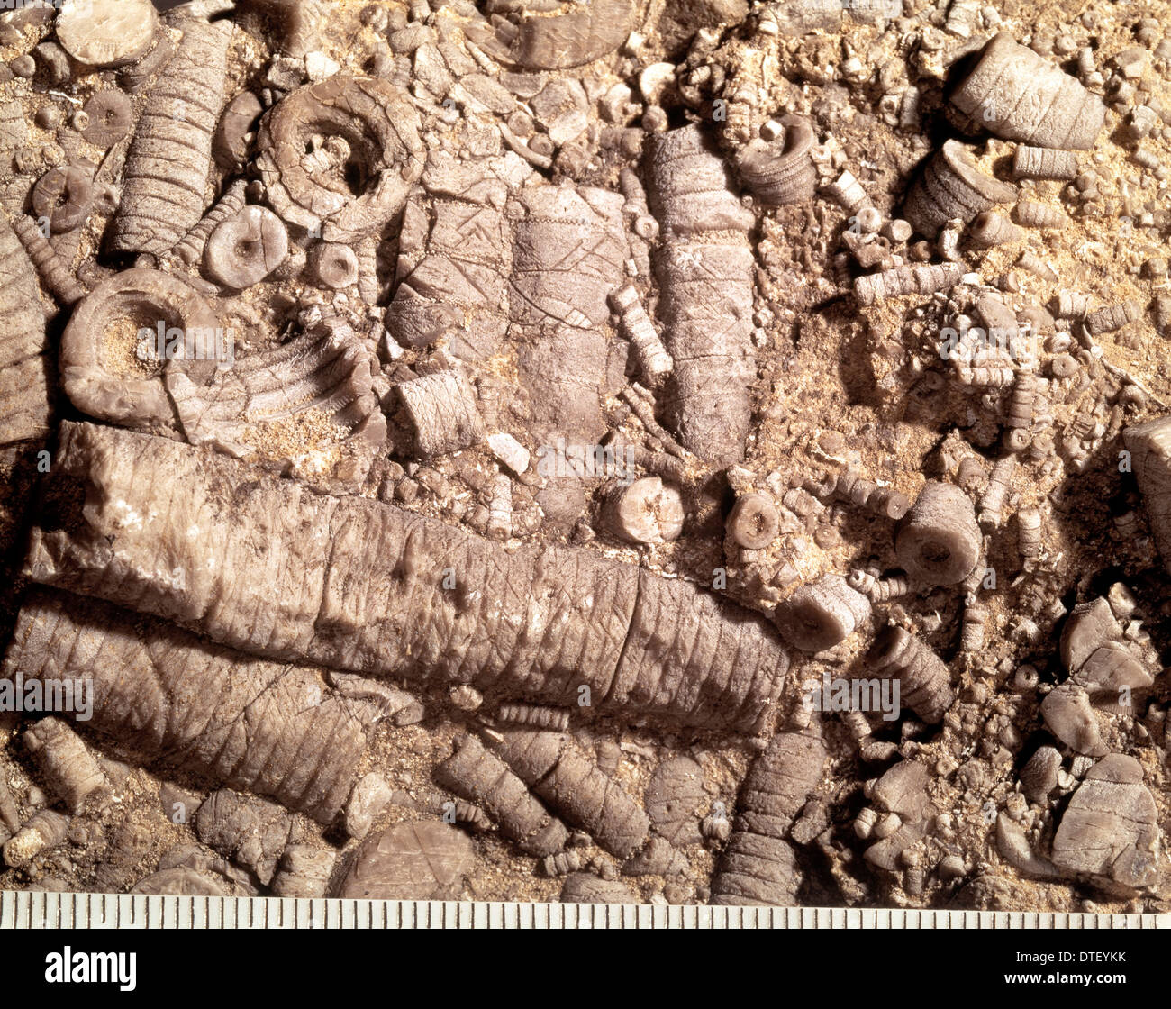 Crinoid limestone hi-res stock photography and images - Alamy