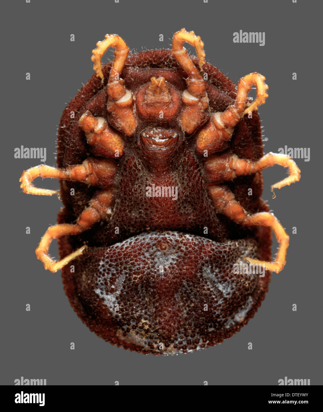 Ornithodoros moubata, tick Stock Photo - Alamy