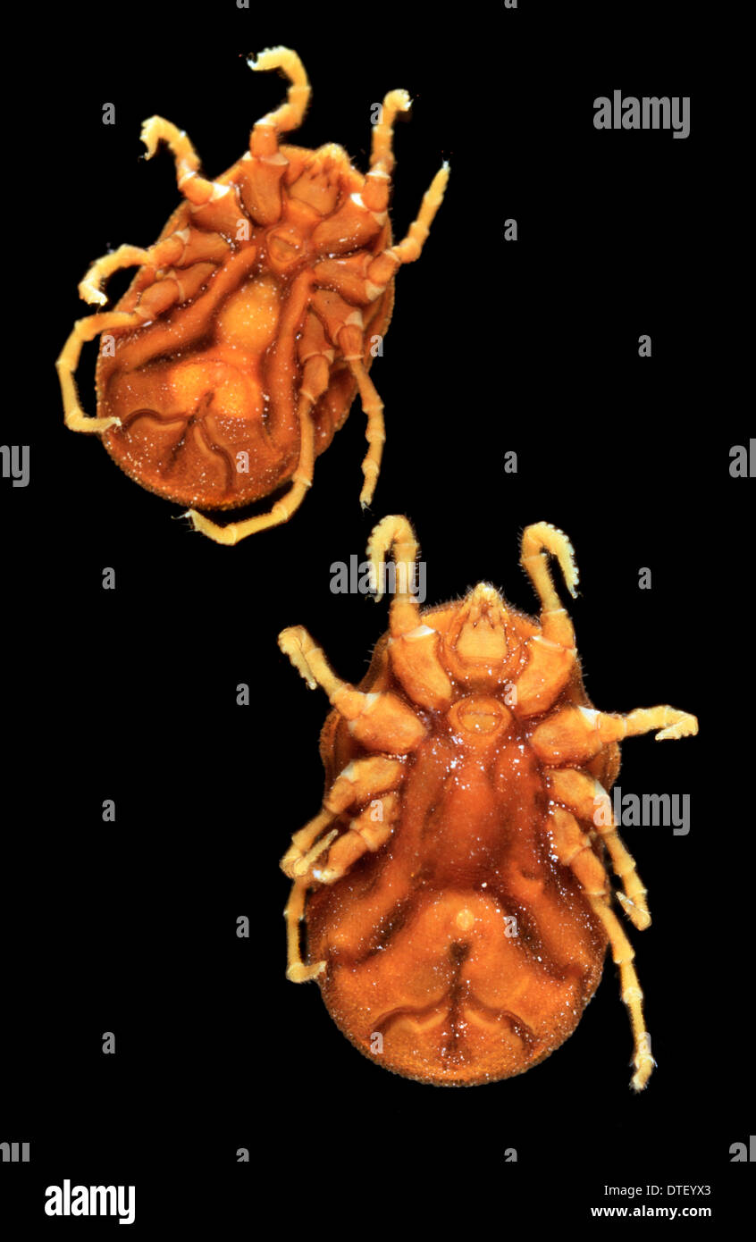 Ornithodoros parkeri hi-res stock photography and images - Alamy