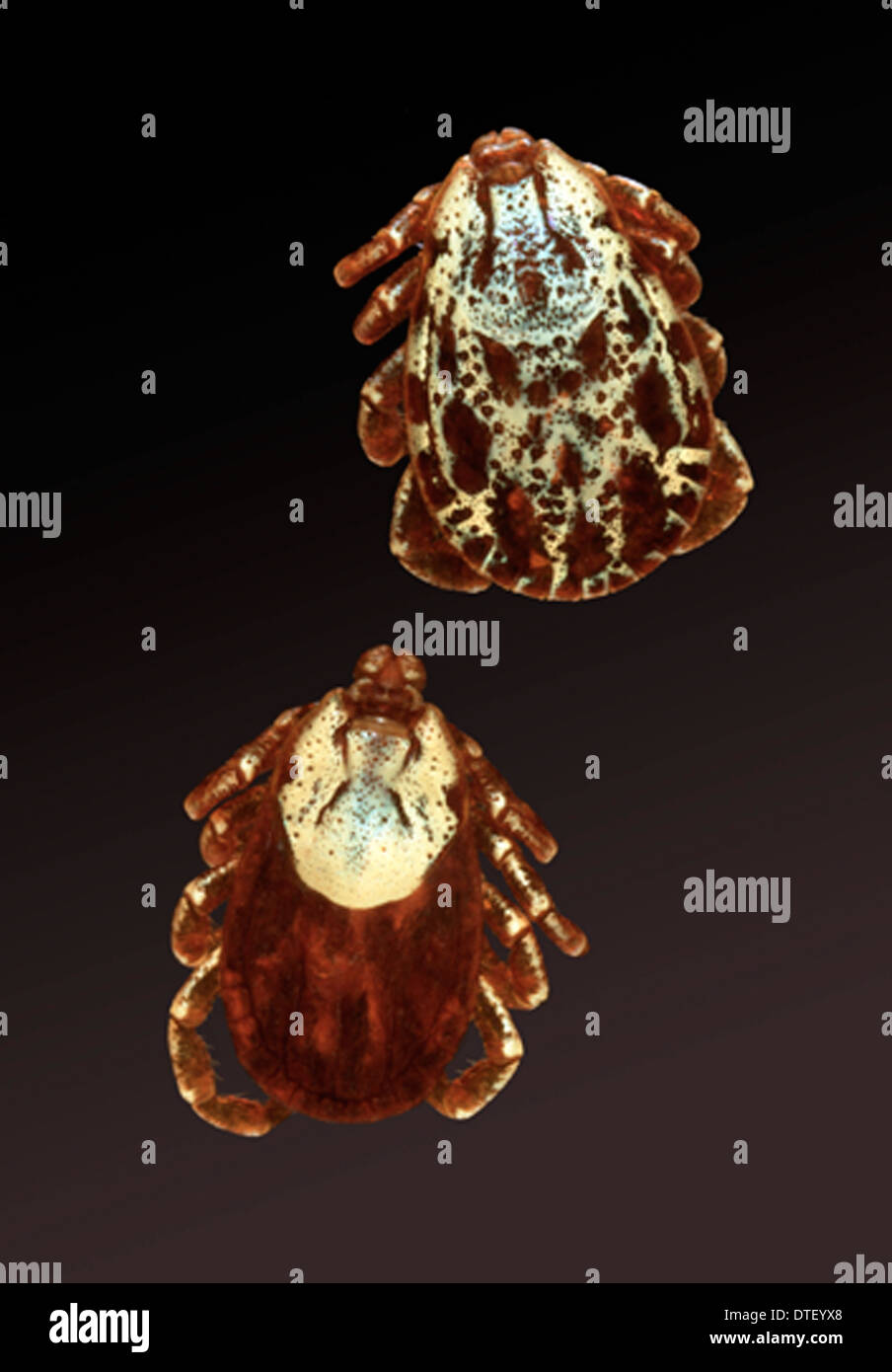 Dermacentor andersoni, Rocky Mountain wood tick Stock Photo - Alamy