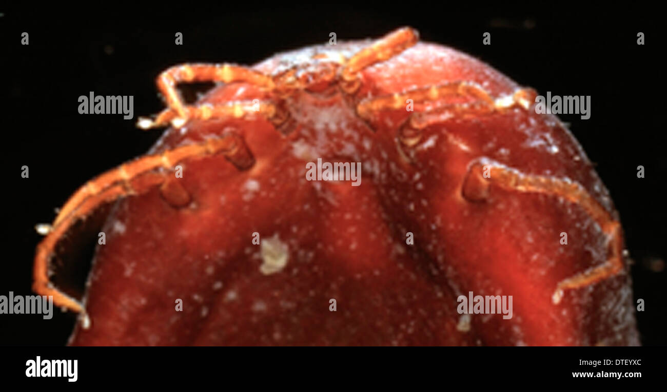 Ixodes ricinus, tick Stock Photo - Alamy