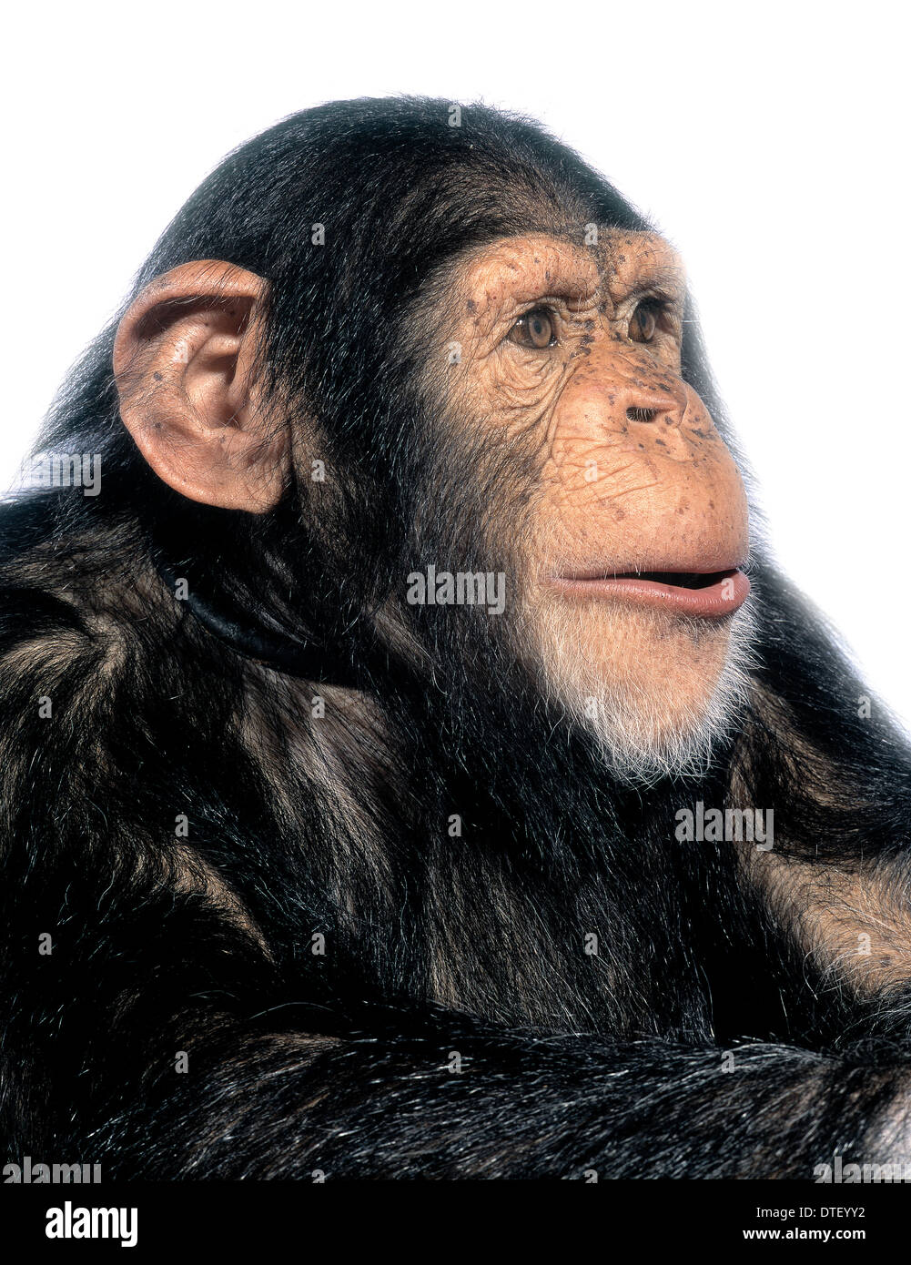 Female Chimpanzee Anatomy