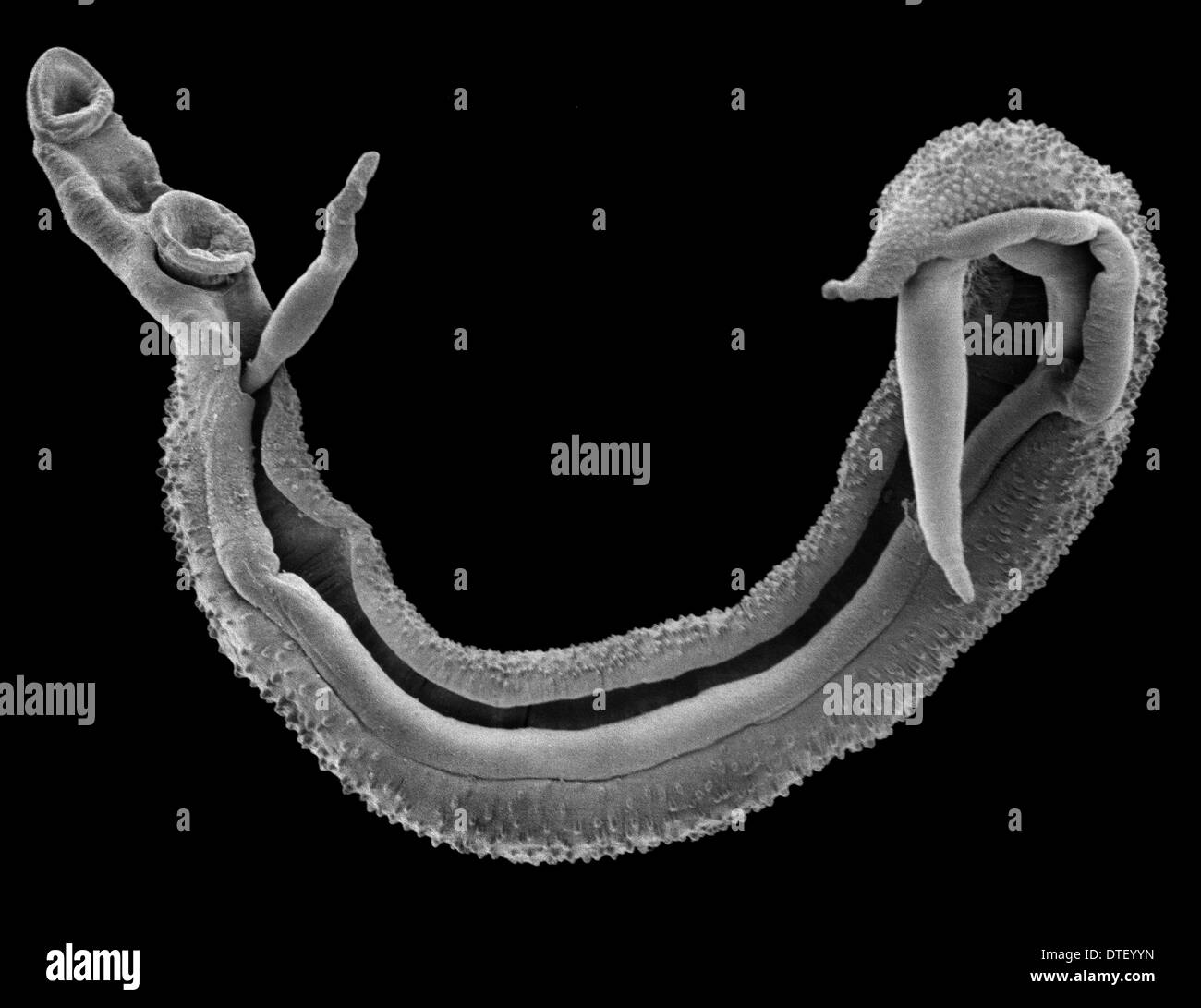 Schistosoma flatworm Black and White Stock Photos & Images - Alamy