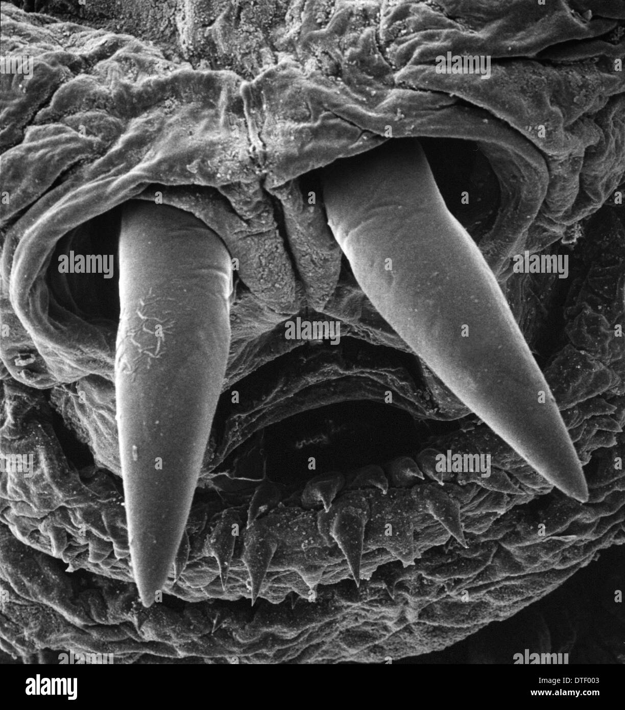 Botfly larvae hi-res stock photography and images - Alamy