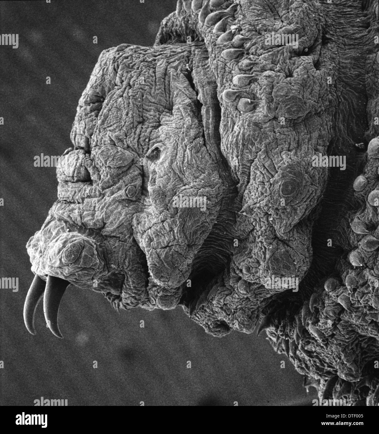 Botfly larvae hi-res stock photography and images - Alamy