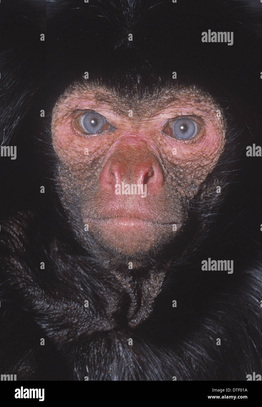 Black faced spider monkey hi-res stock photography and images - Alamy