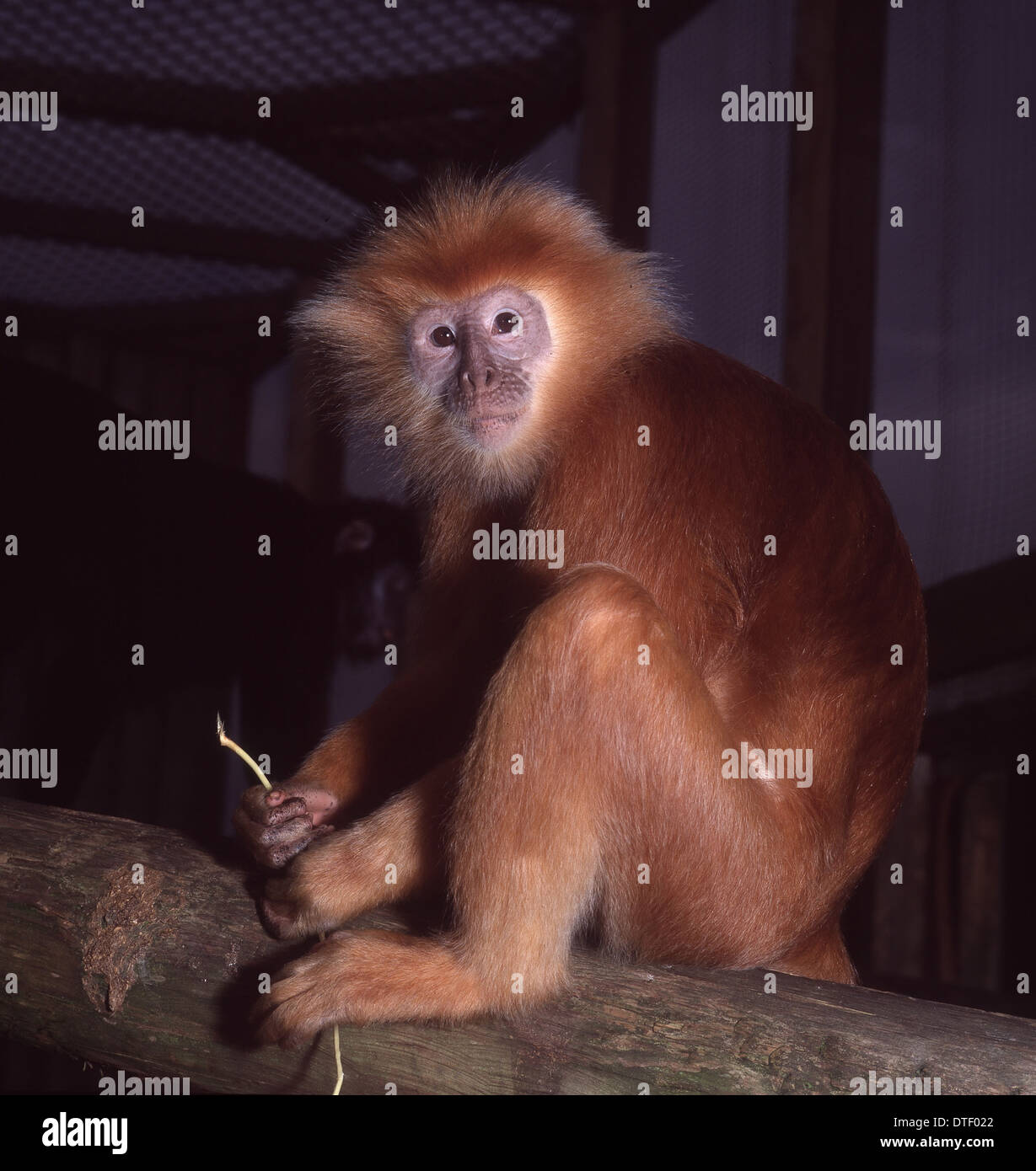 Pygathrix nemaeus nemaeus, red-shanked douc langur Stock Photo - Alamy