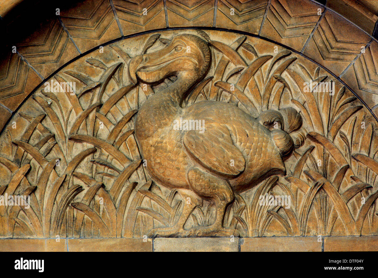 Dodo in natural history museum hi-res stock photography and images - Alamy