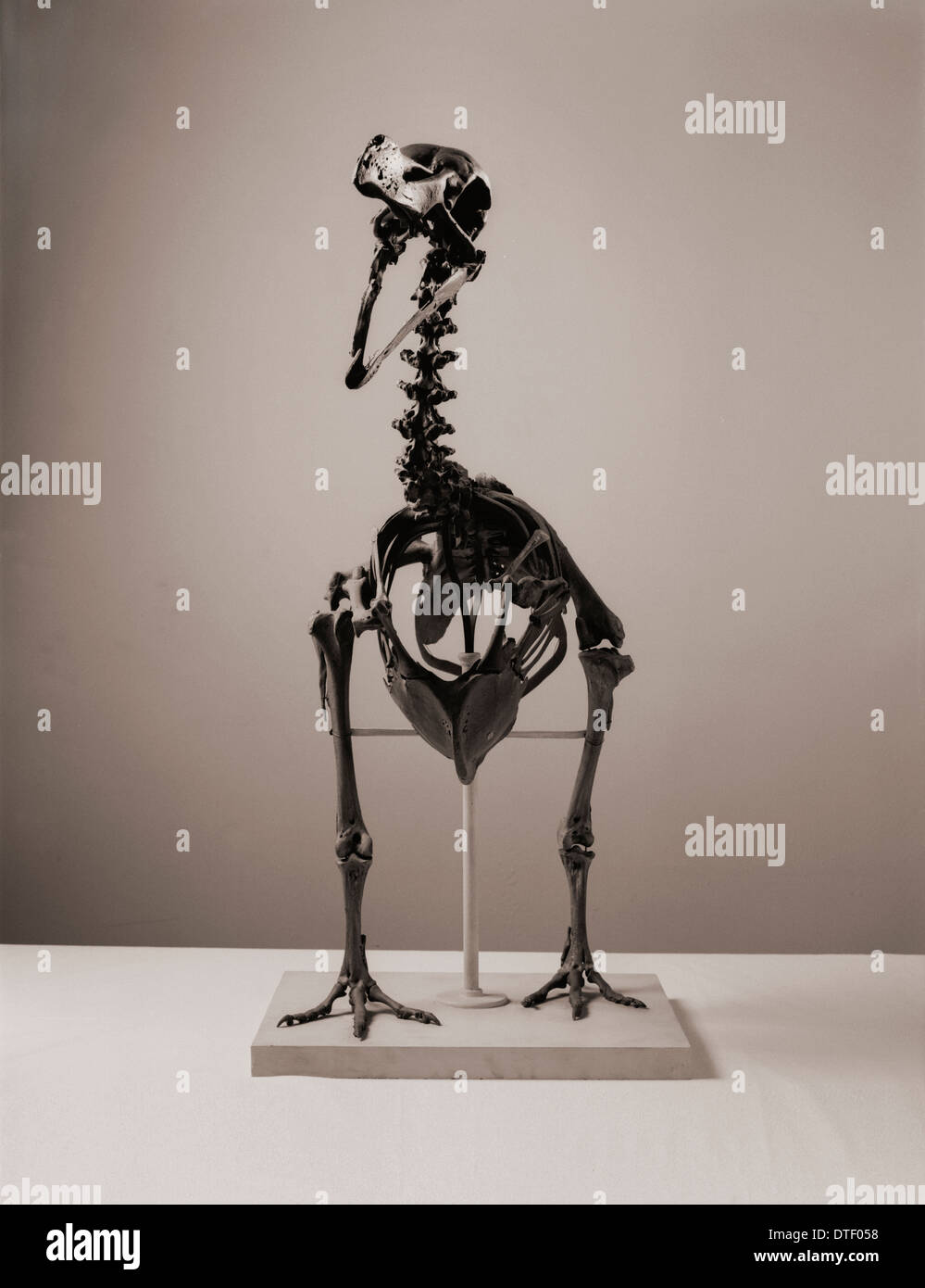 Dodo bird skeleton hi-res stock photography and images - Alamy