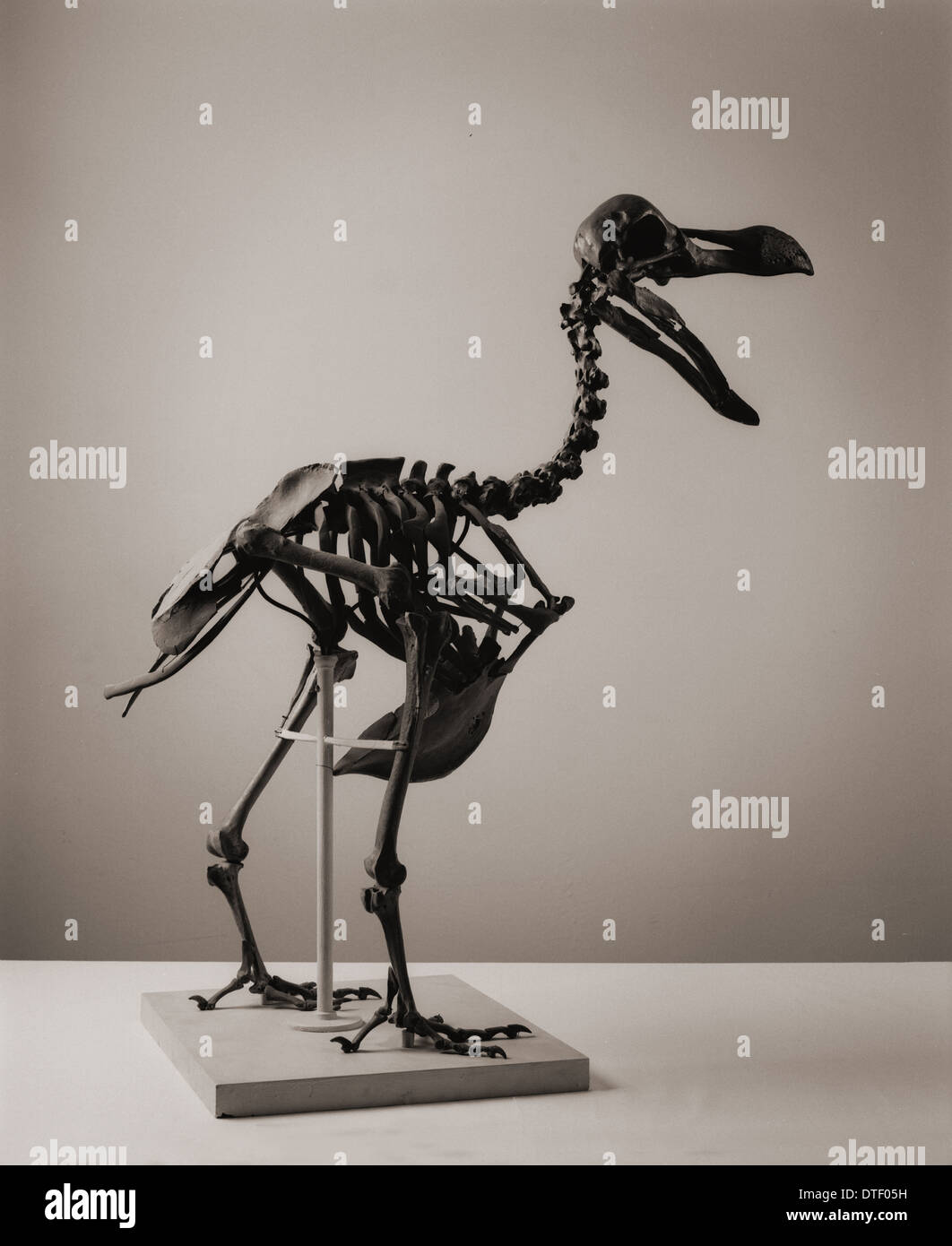 Dodo bird skeleton hi-res stock photography and images - Alamy