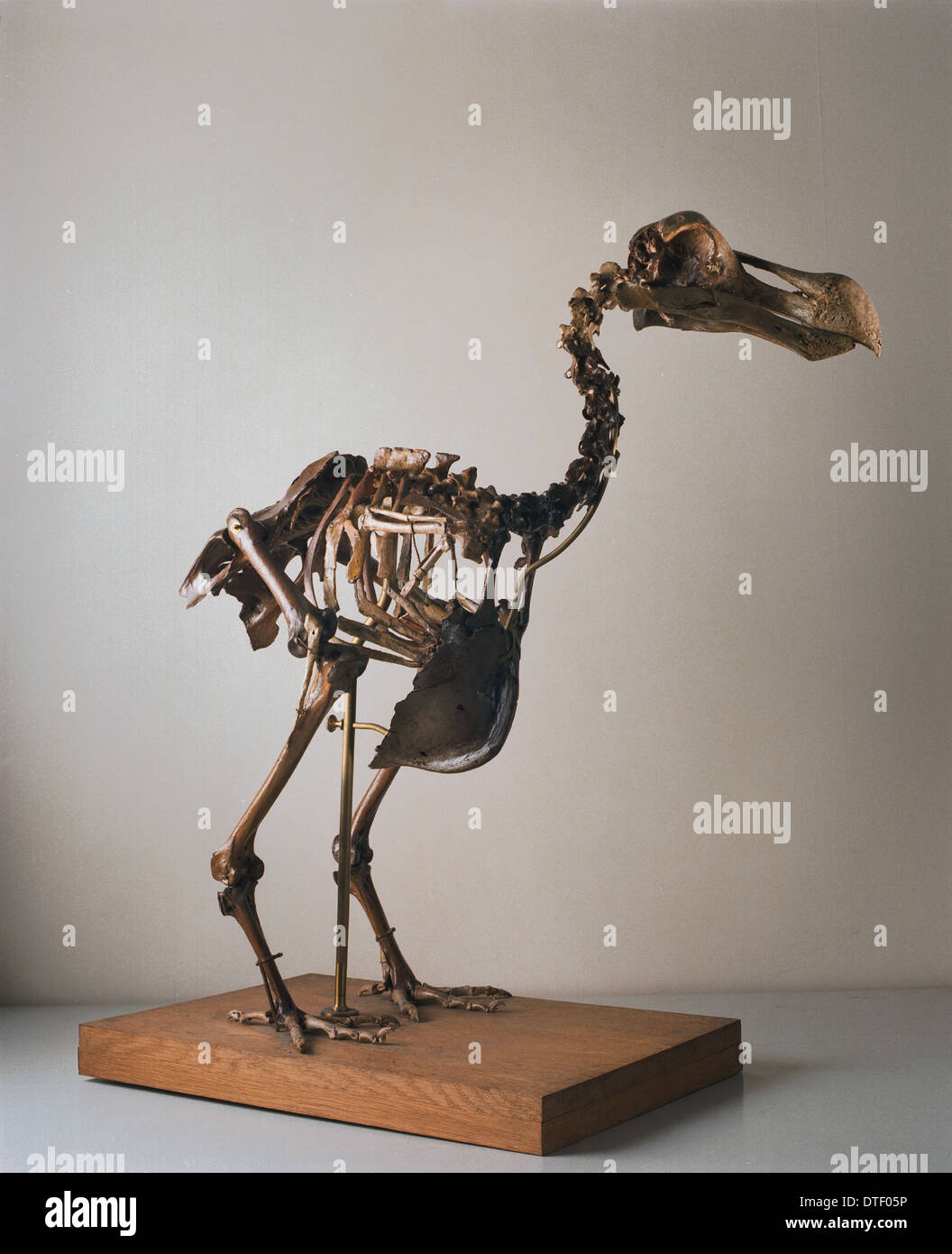 Dodo bird skeleton hi-res stock photography and images - Alamy