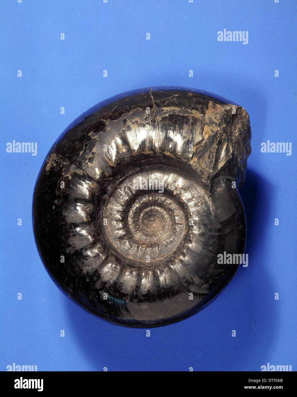 Gastrioceras, goniatite Stock Photo - Alamy