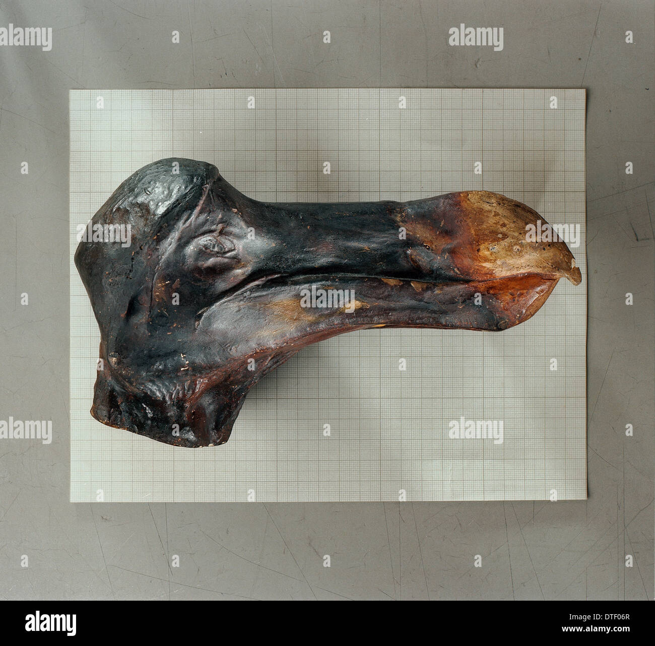Raphus cucullatus dodo hi-res stock photography and images - Alamy