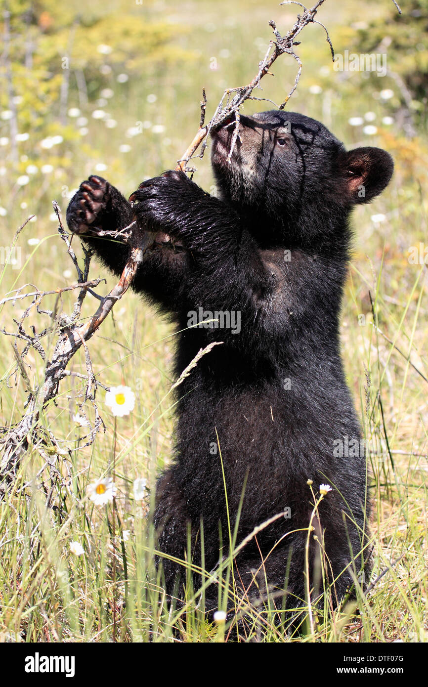 Black Bear, cub, 6 months / (Ursus americanus Stock Photo - Alamy