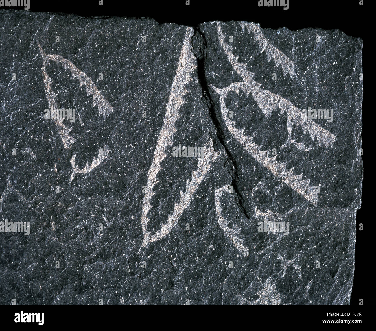 Graptolite hi-res stock photography and images - Alamy