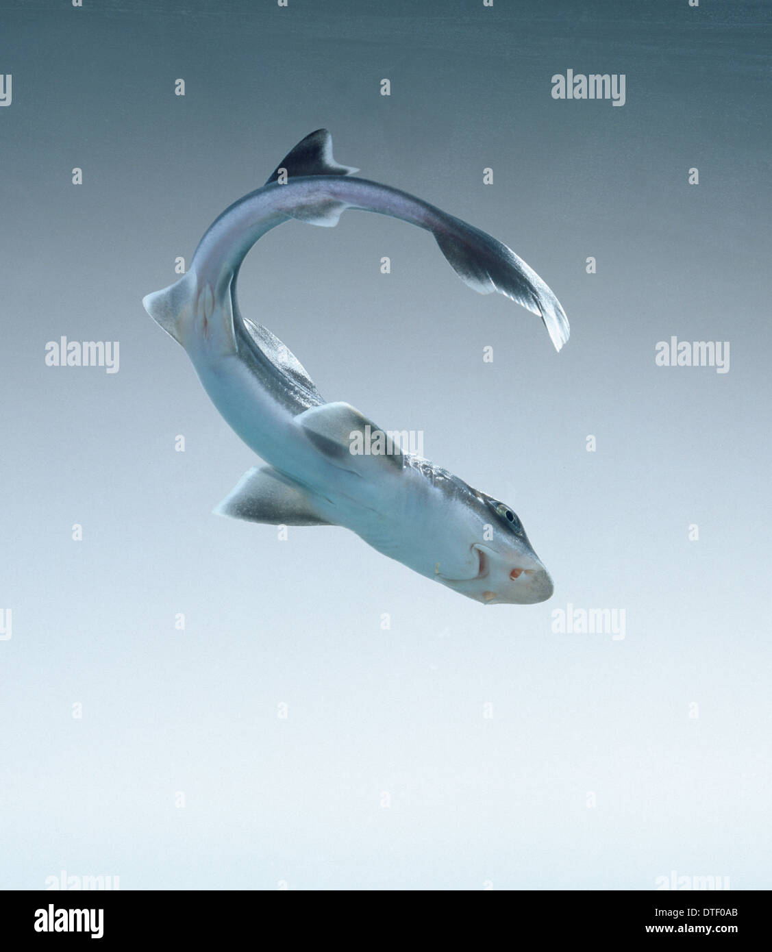 Dusky smooth hound hi-res stock photography and images - Alamy