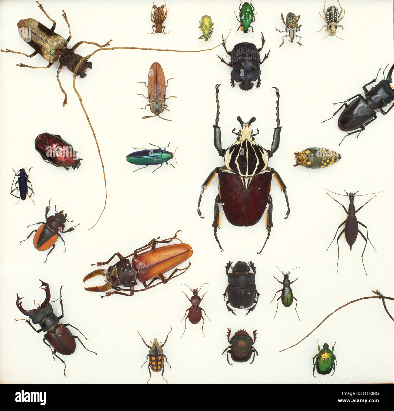 Various beetle specimens Stock Photo - Alamy