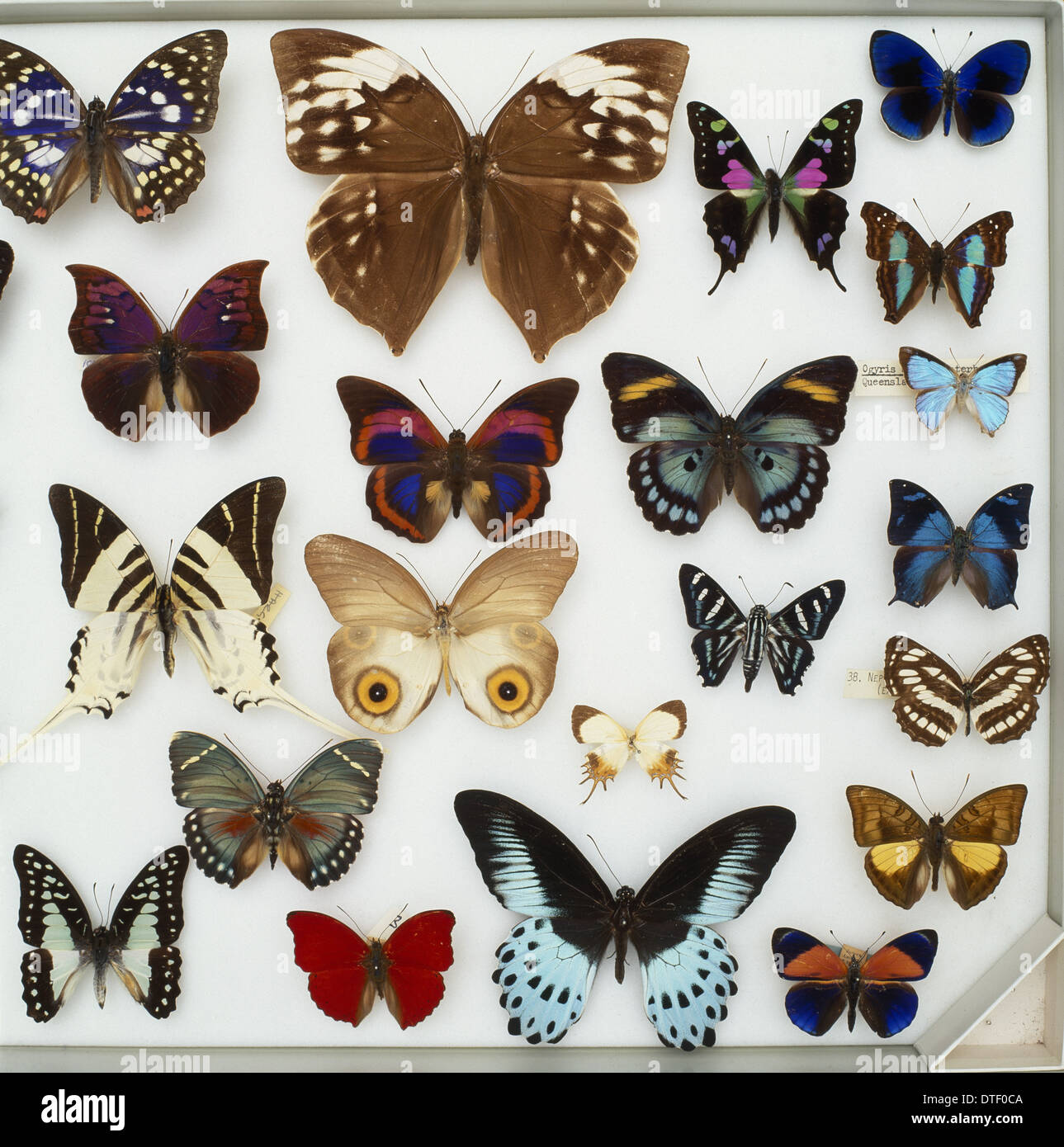 Moth specimens hi-res stock photography and images - Alamy