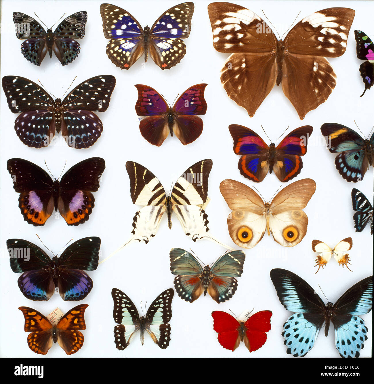 Entomological specimens of Lepidoptera Stock Photo - Alamy