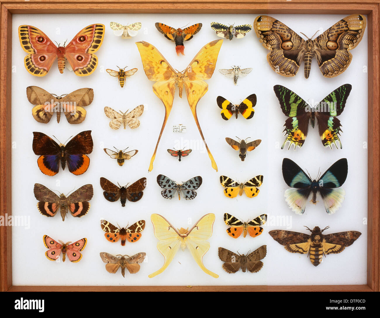 Entomological specimens of Lepidoptera Stock Photo - Alamy