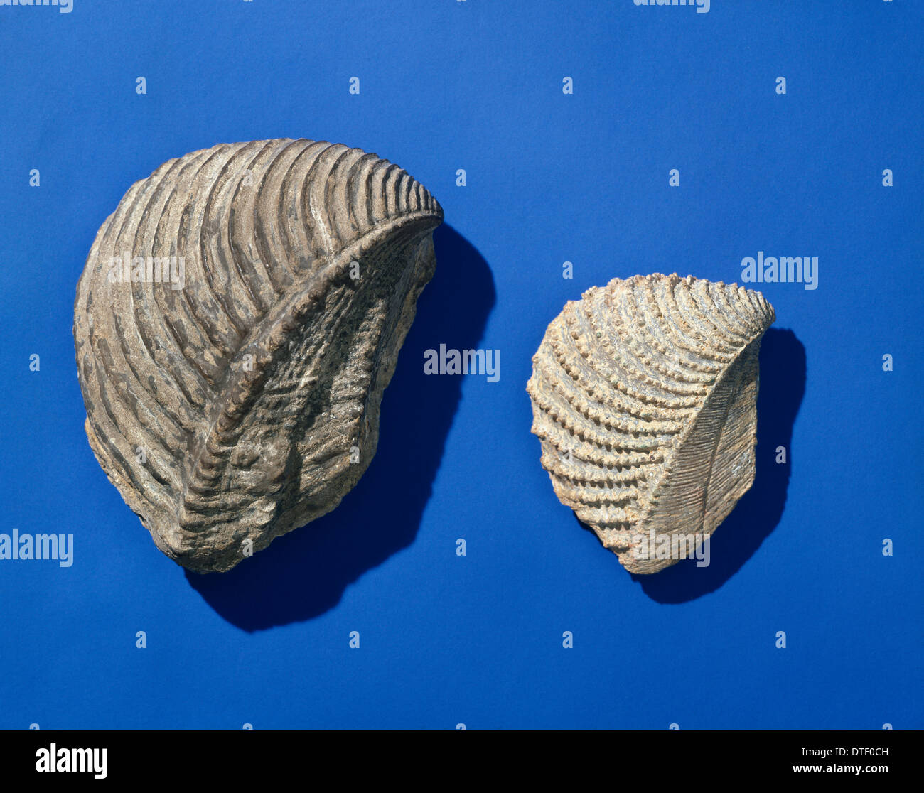 Bivalves hi-res stock photography and images - Alamy