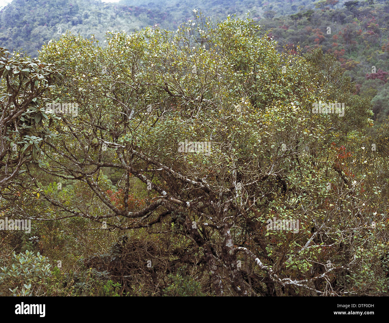 Montane rainforest, Sri Lanka Stock Photo - Alamy