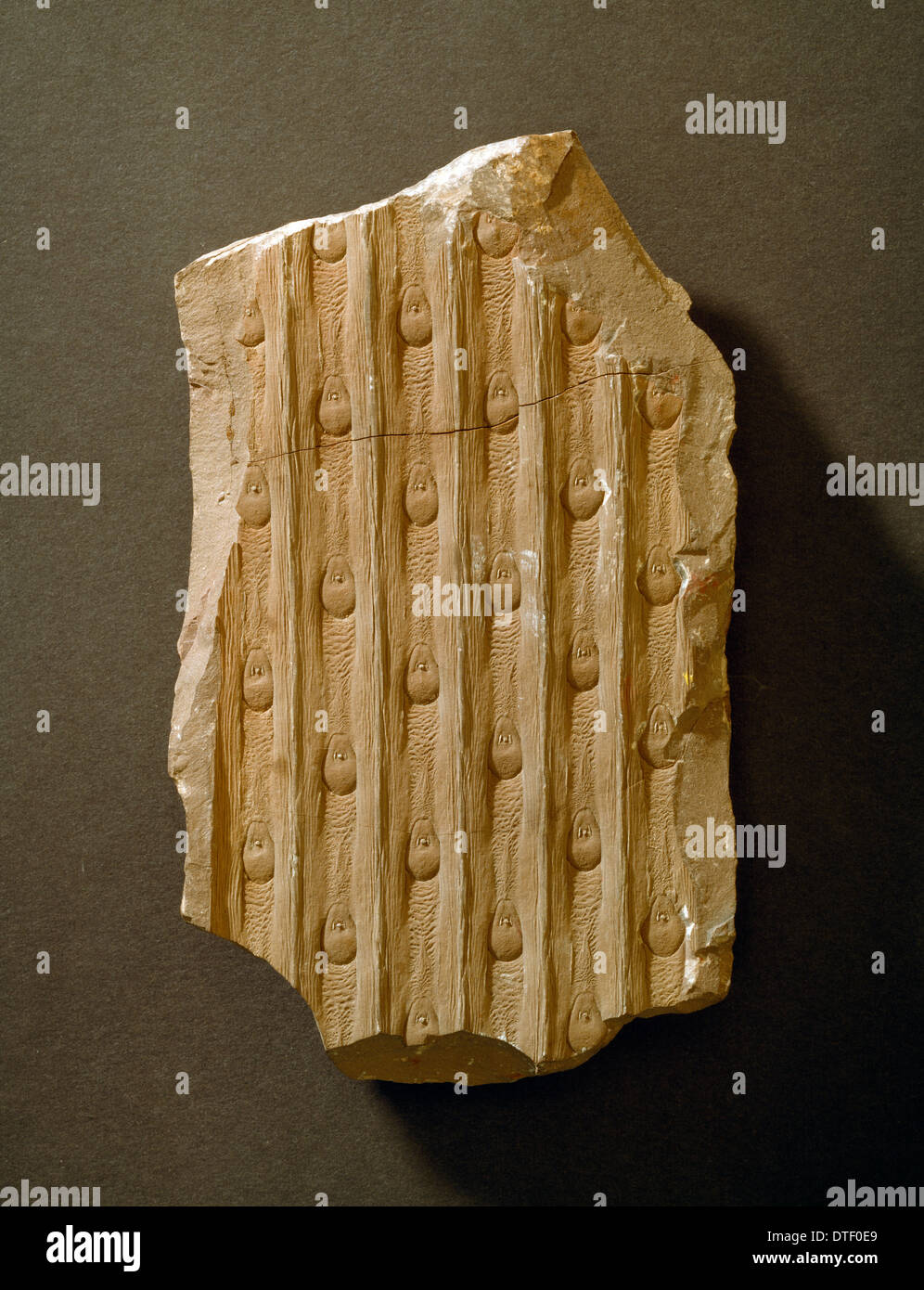 Sigillaria rugosa, fossil plant Stock Photo - Alamy