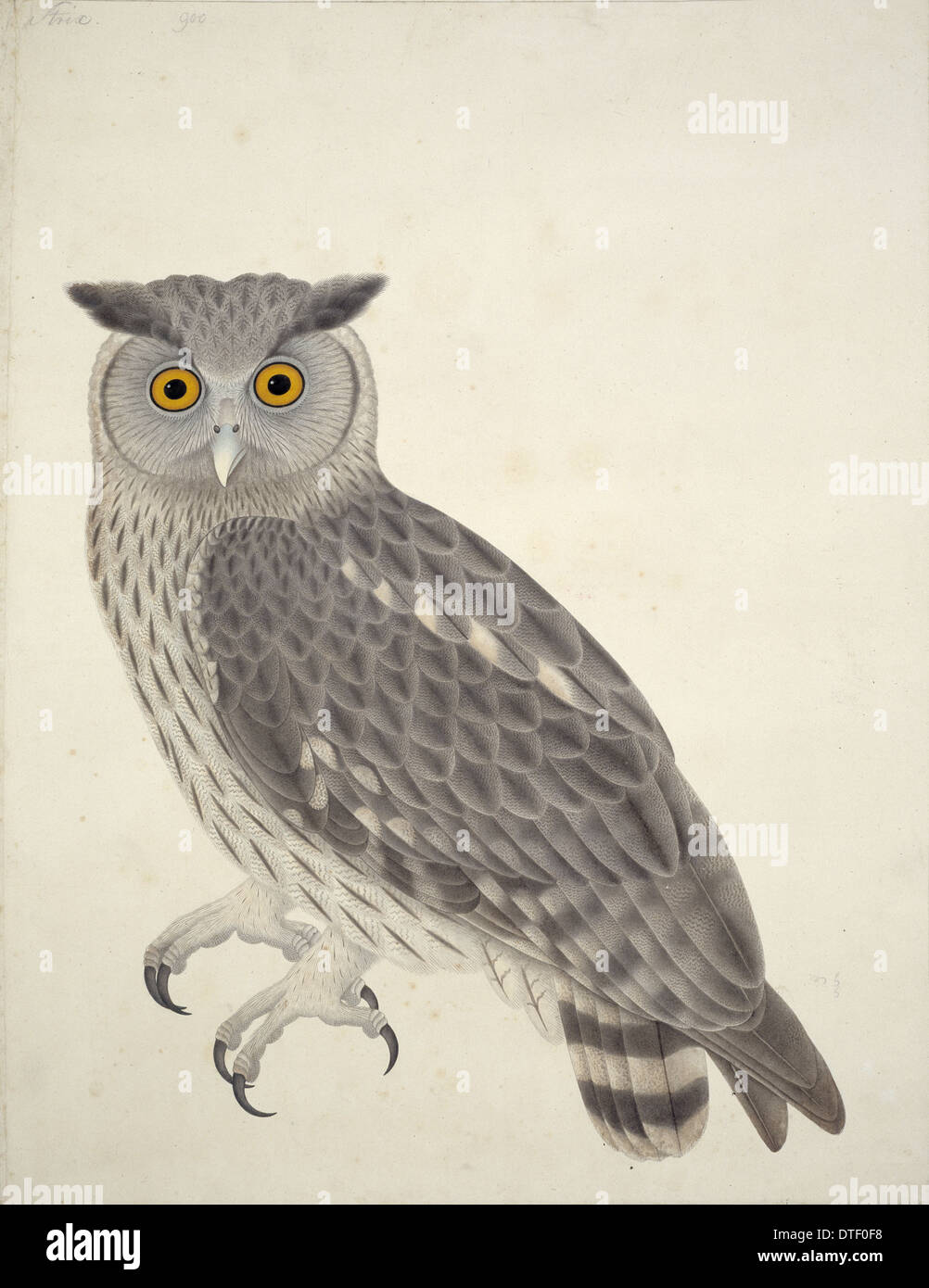 Dusky eagle owl hi-res stock photography and images - Alamy