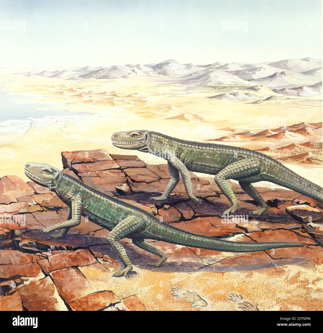 Labyrinthodontia hi-res stock photography and images - Alamy