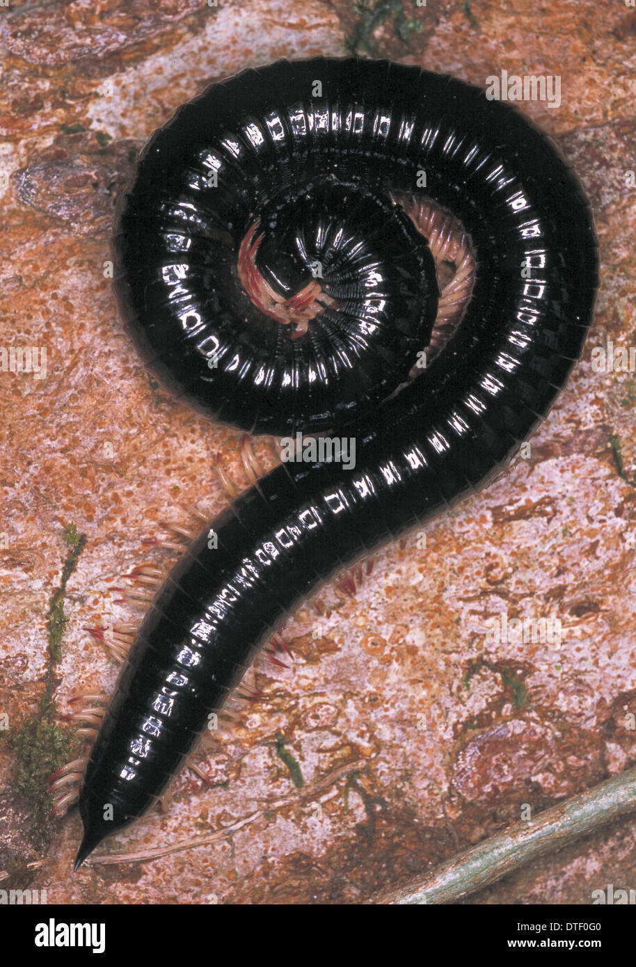 Millipede coil hi-res stock photography and images - Alamy