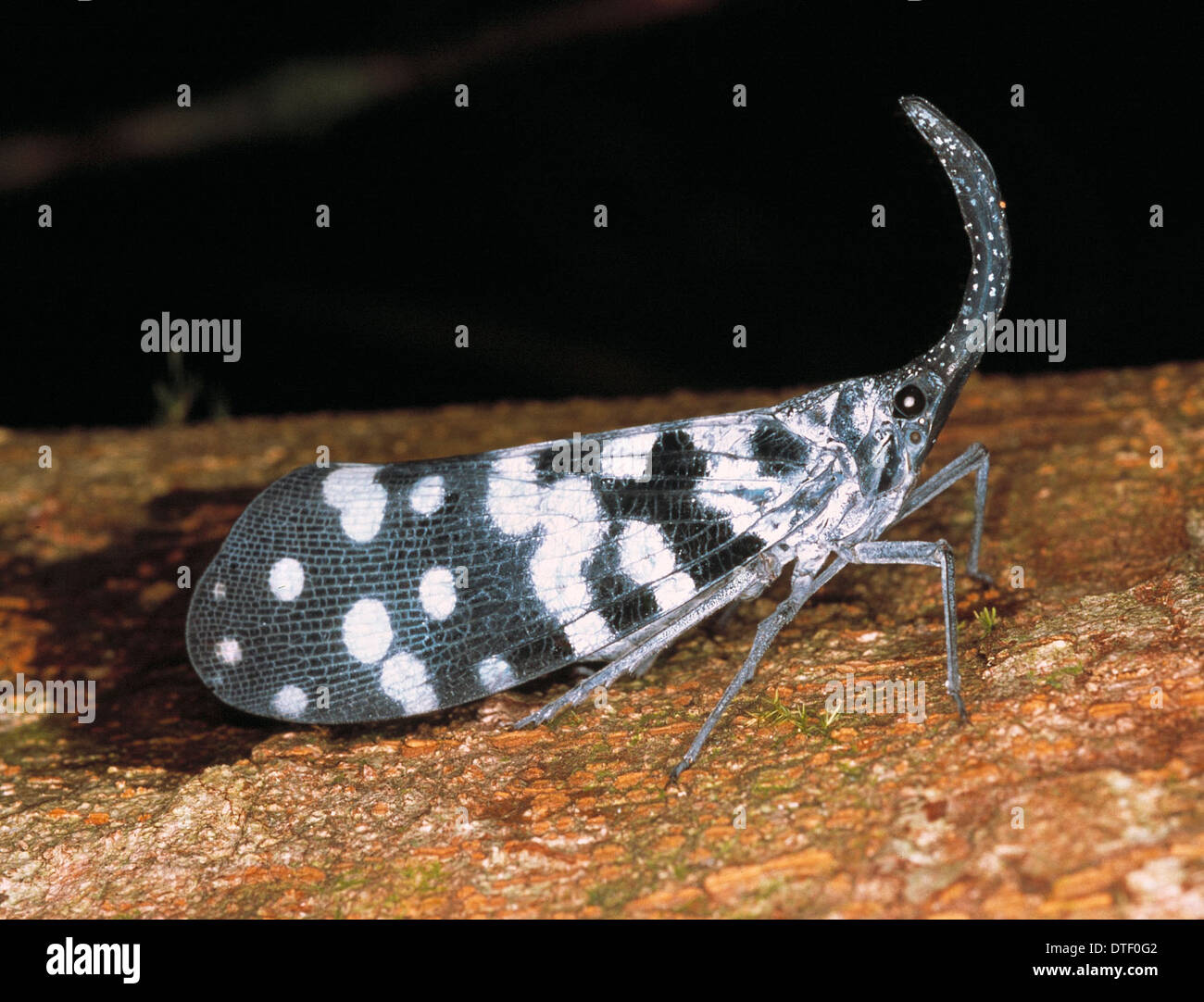Lantern bug hi-res stock photography and images - Alamy