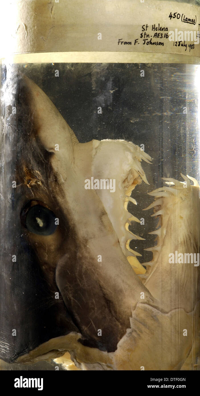 Isurus oxyrinchus, shortfin mako shark Stock Photo - Alamy