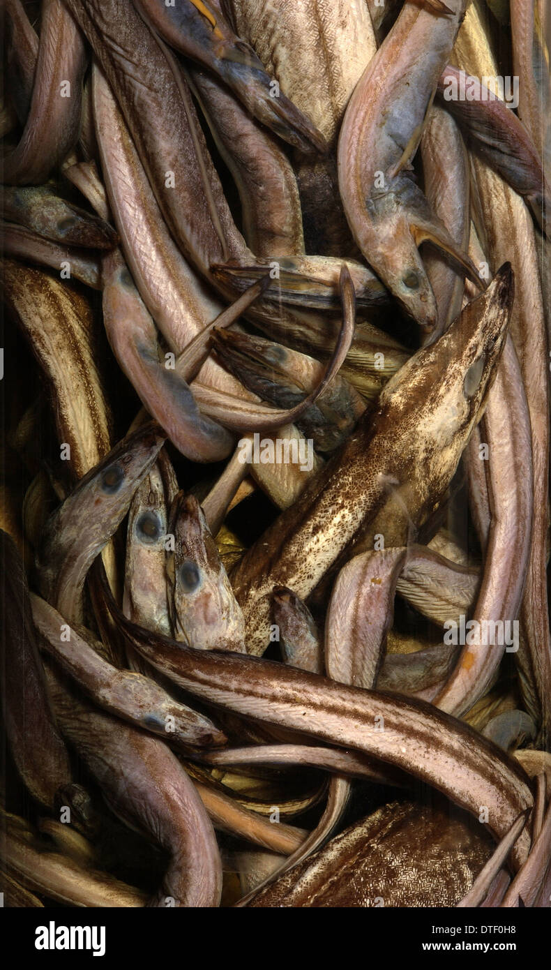 Synaphobranchidae hi-res stock photography and images - Alamy